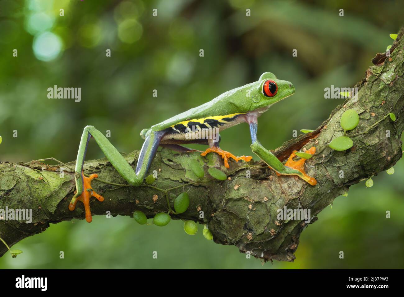 A Red-eyed tree frog (Agalychnis callidryas) takes a big stretch before ...