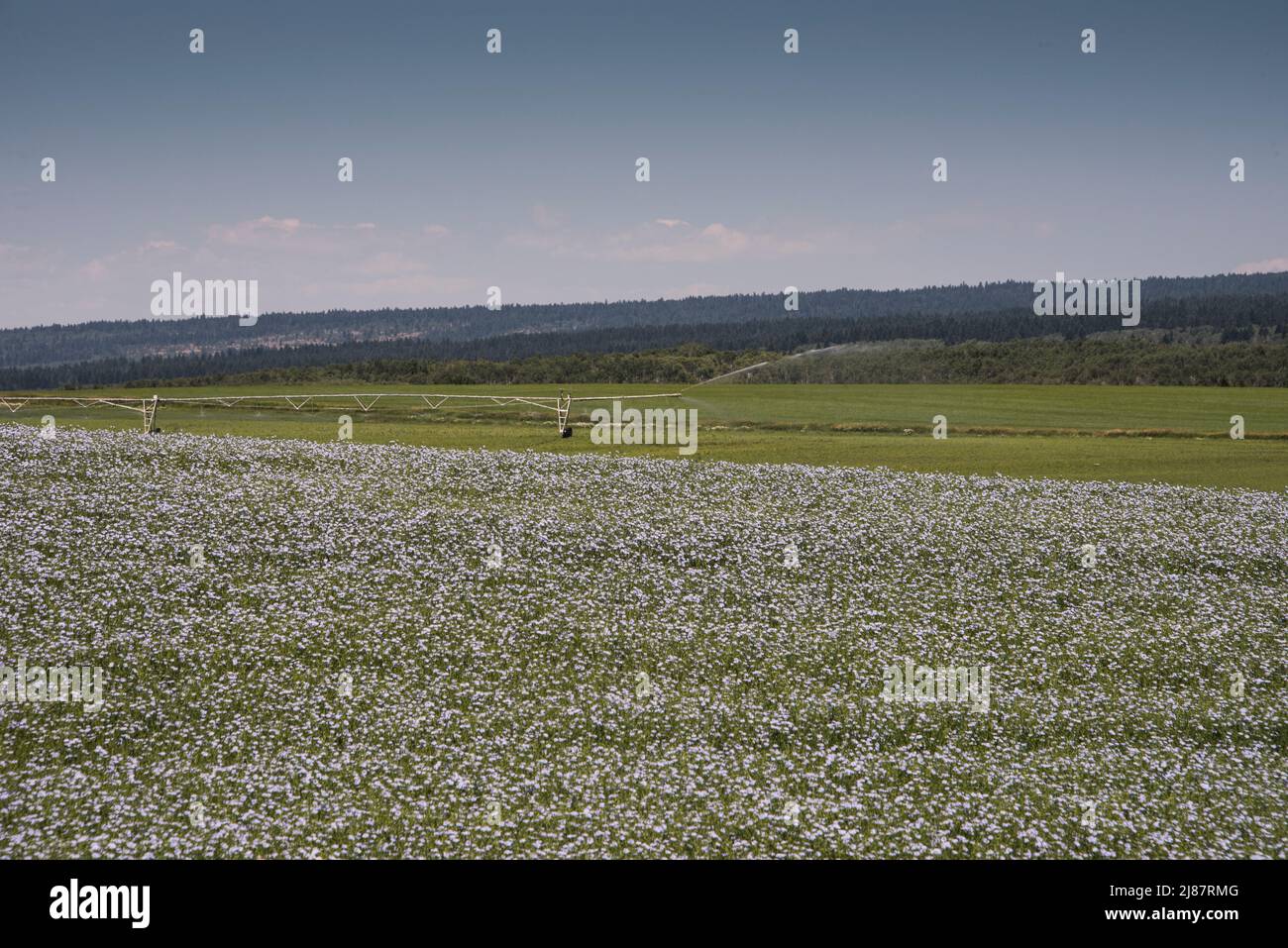 Flax fields hi-res stock photography and images - Alamy