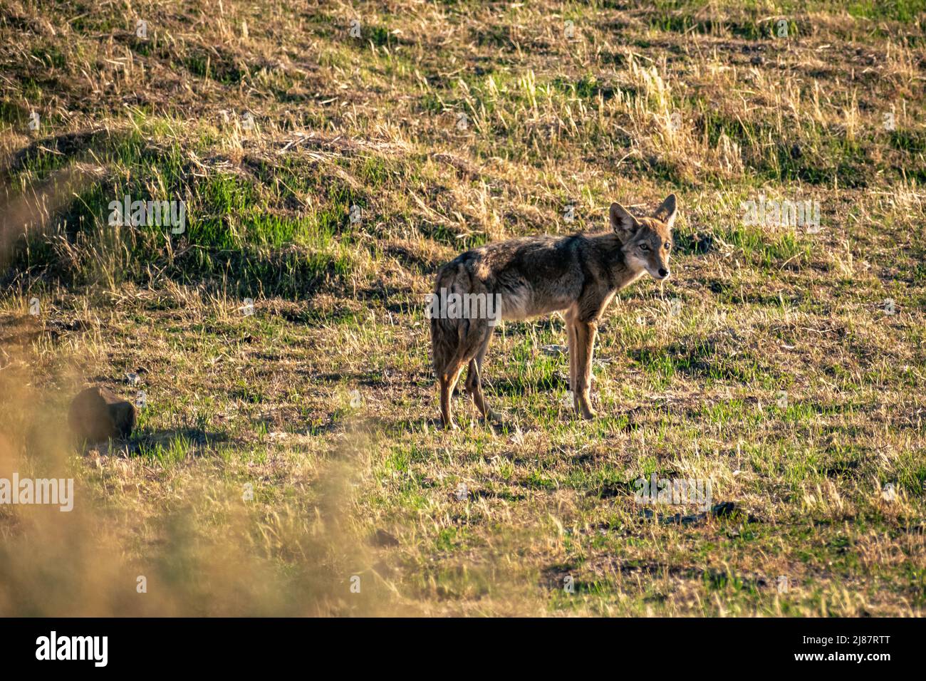 A young Coyote standing in a field in early morning Stock Photo - Alamy