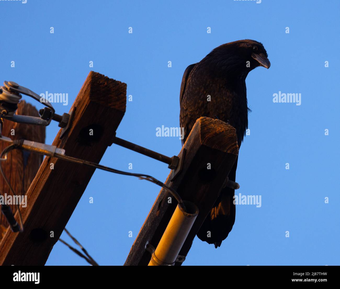Curious raven on power pole Stock Photo - Alamy