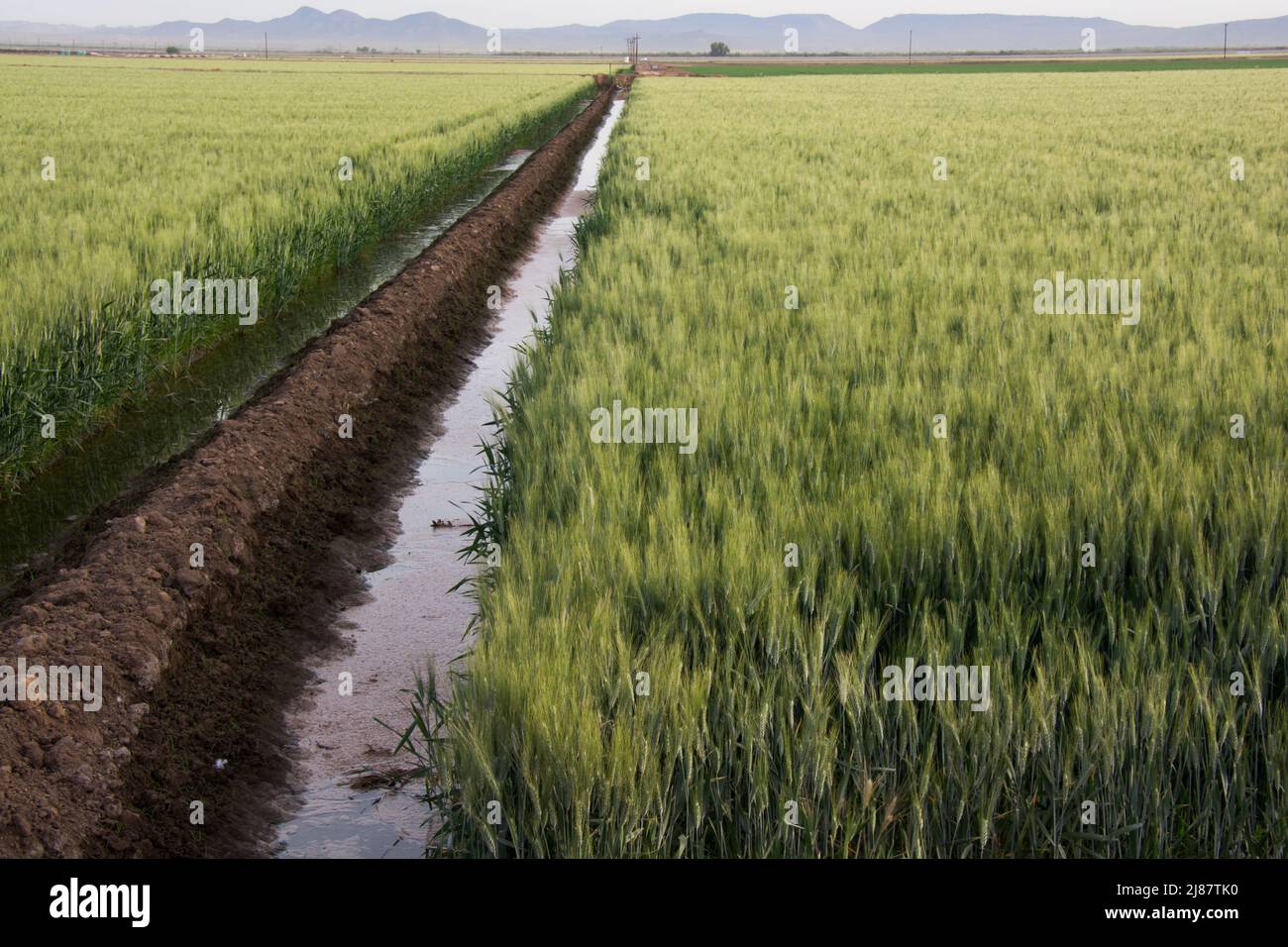 Waving fields of ripening wheat grow under flood irrigation at Yuma ...