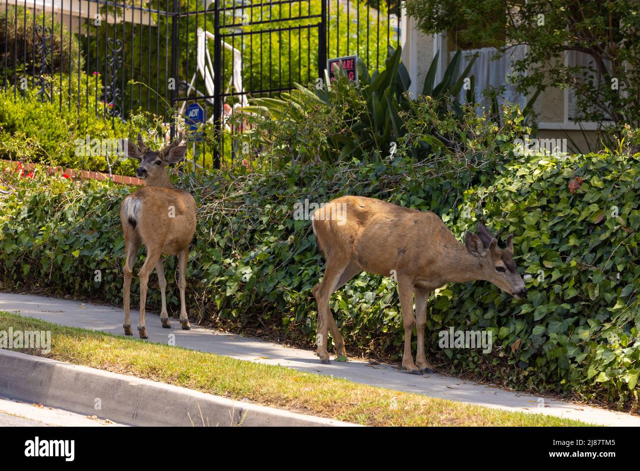 Forked horn deer hi-res stock photography and images - Alamy
