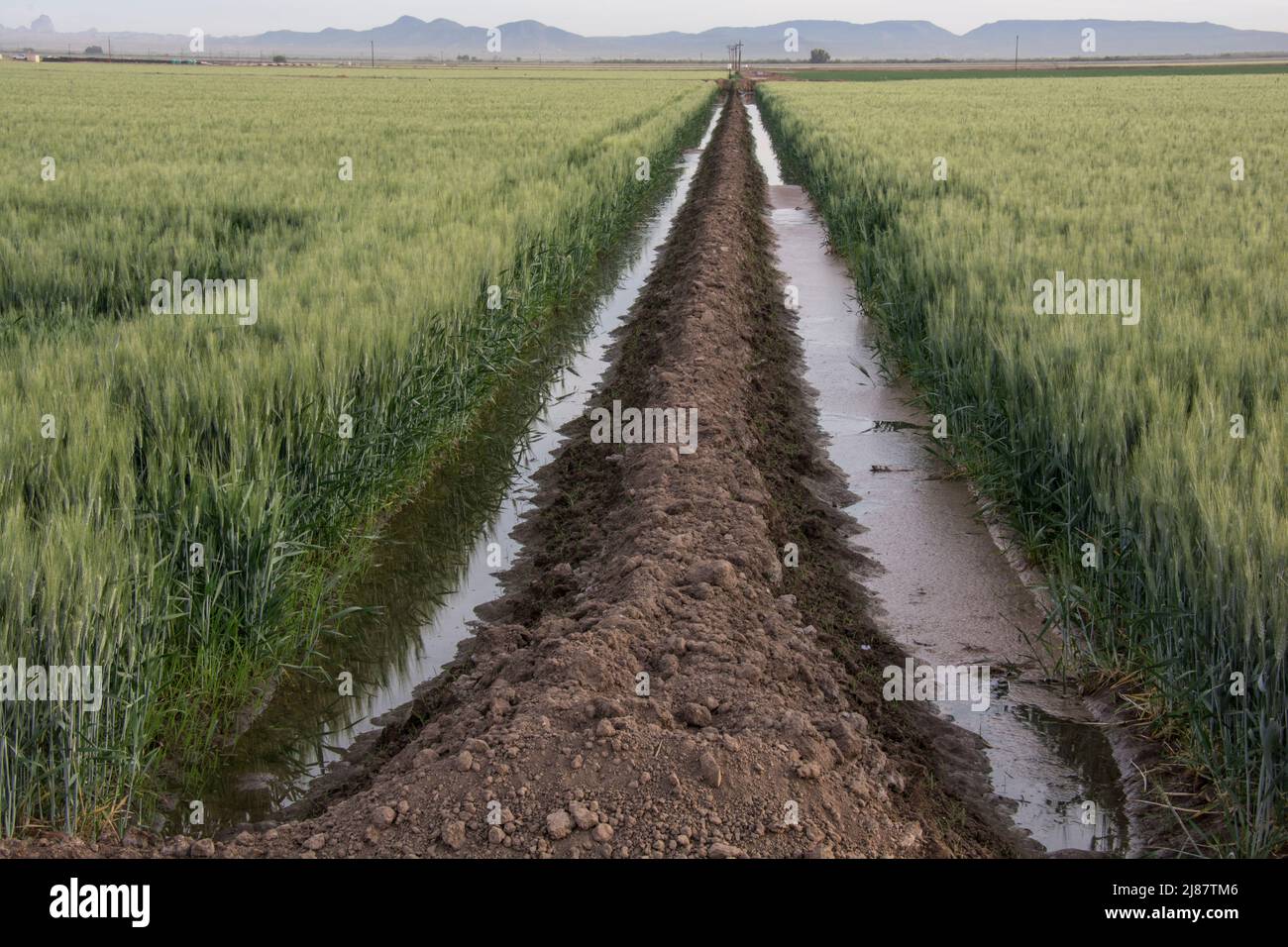 Waving fields of ripening wheat grow under flood irrigation at Yuma ...