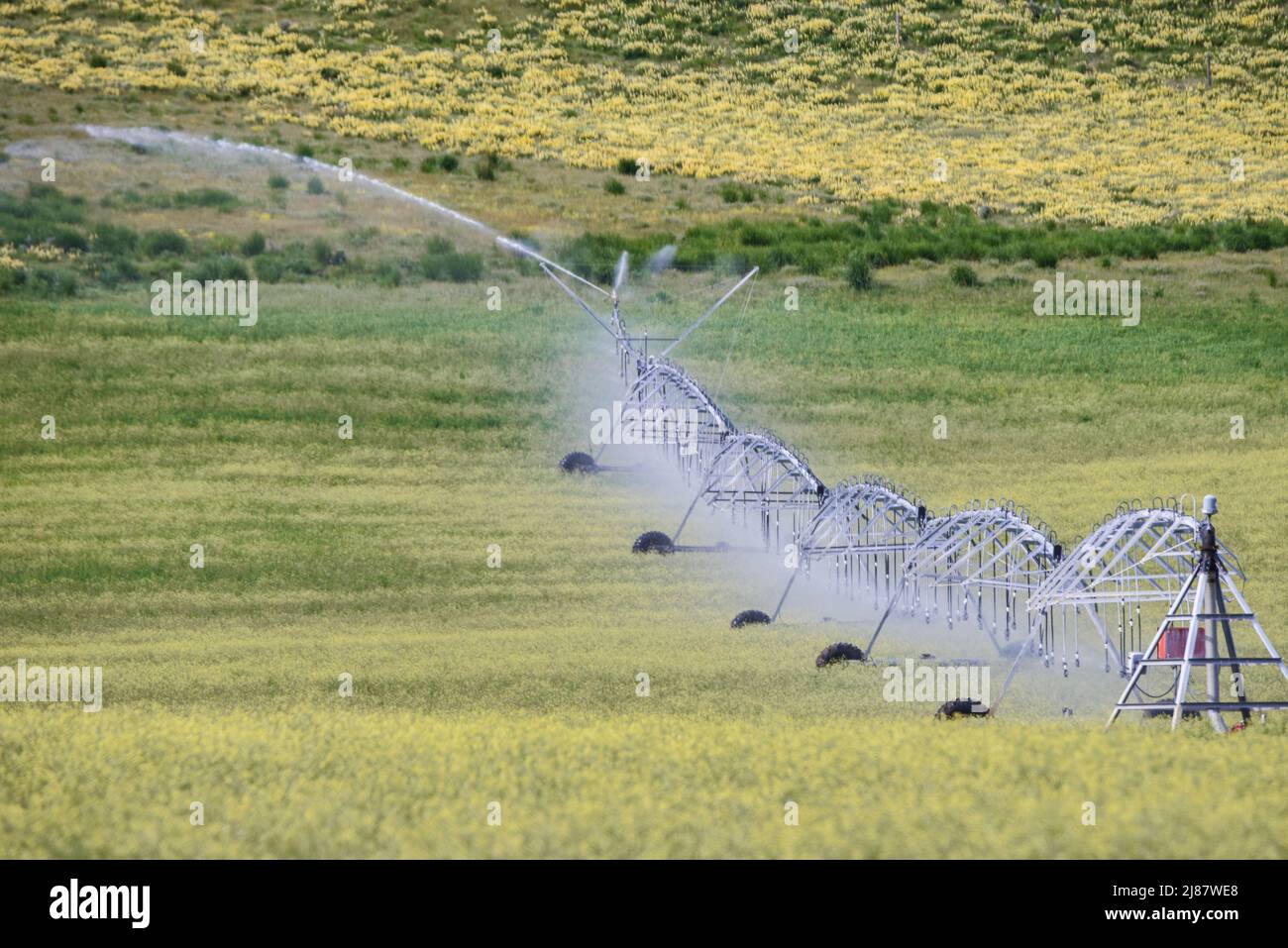Sprinkler center pivots irrigate a field at The Nature Conservancy's ...