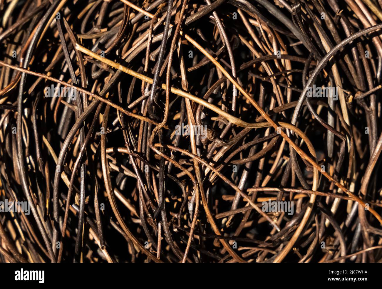 Natural background with texture of dry grape sticks from branches in ...