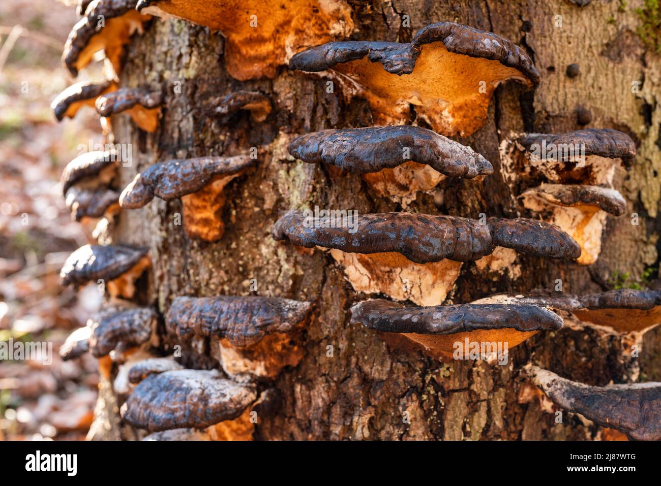 Close-up of a group of golden brown polypore tree fungi on a dead tree ...