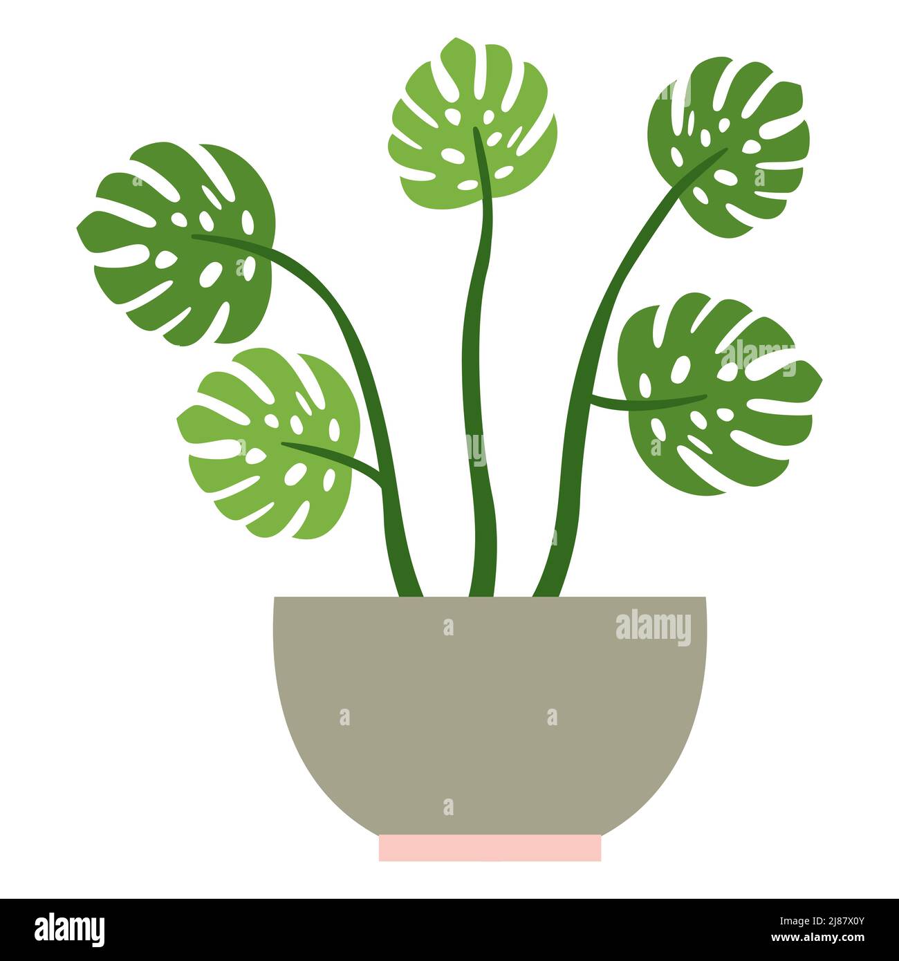 Monstera with five leaves in a gray-pink flower pot. The composition is ...