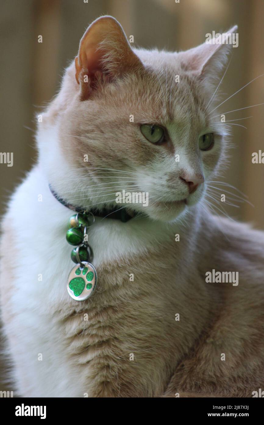 White siamese cat ginger hi-res stock photography and images - Alamy