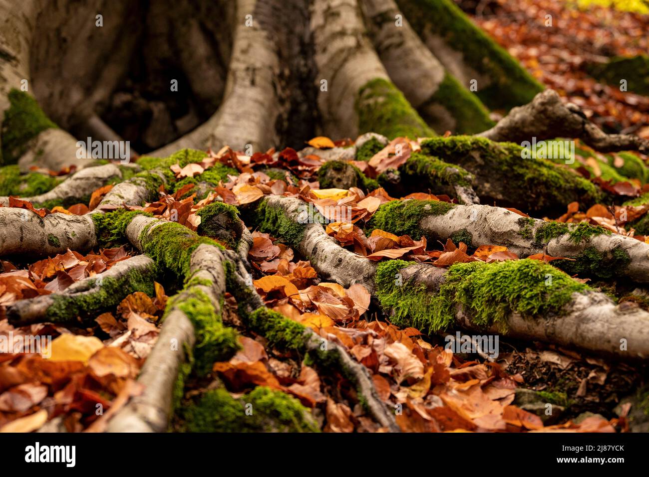 Root and moss hi-res stock photography and images - Alamy