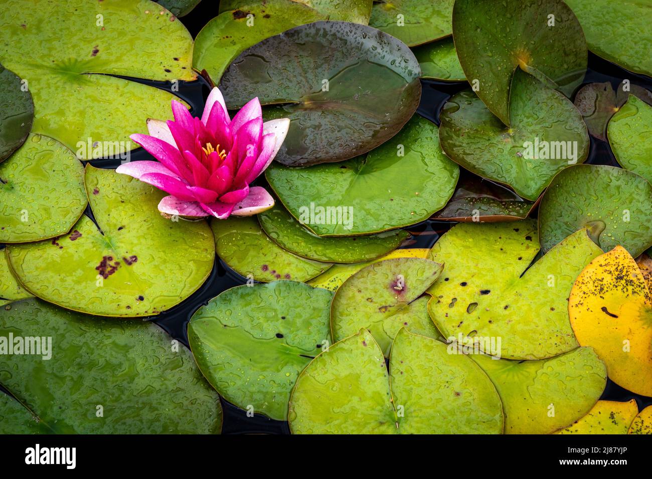 Colourful Water Lily in a local pond Stock Photo - Alamy