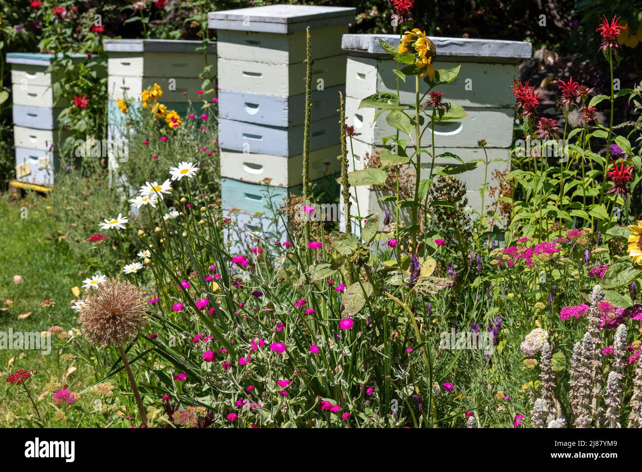 Active bee hives surrounded by colourful wildflowers Stock Photo - Alamy