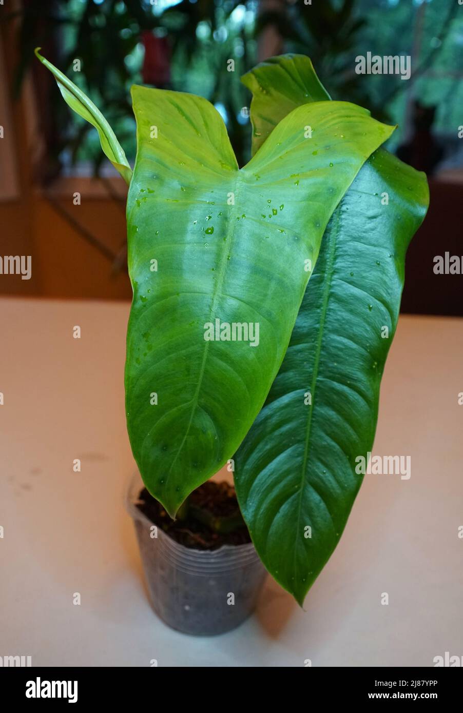 Long and shiny green leaves of Philodendron Sharoniae Stock Photo - Alamy