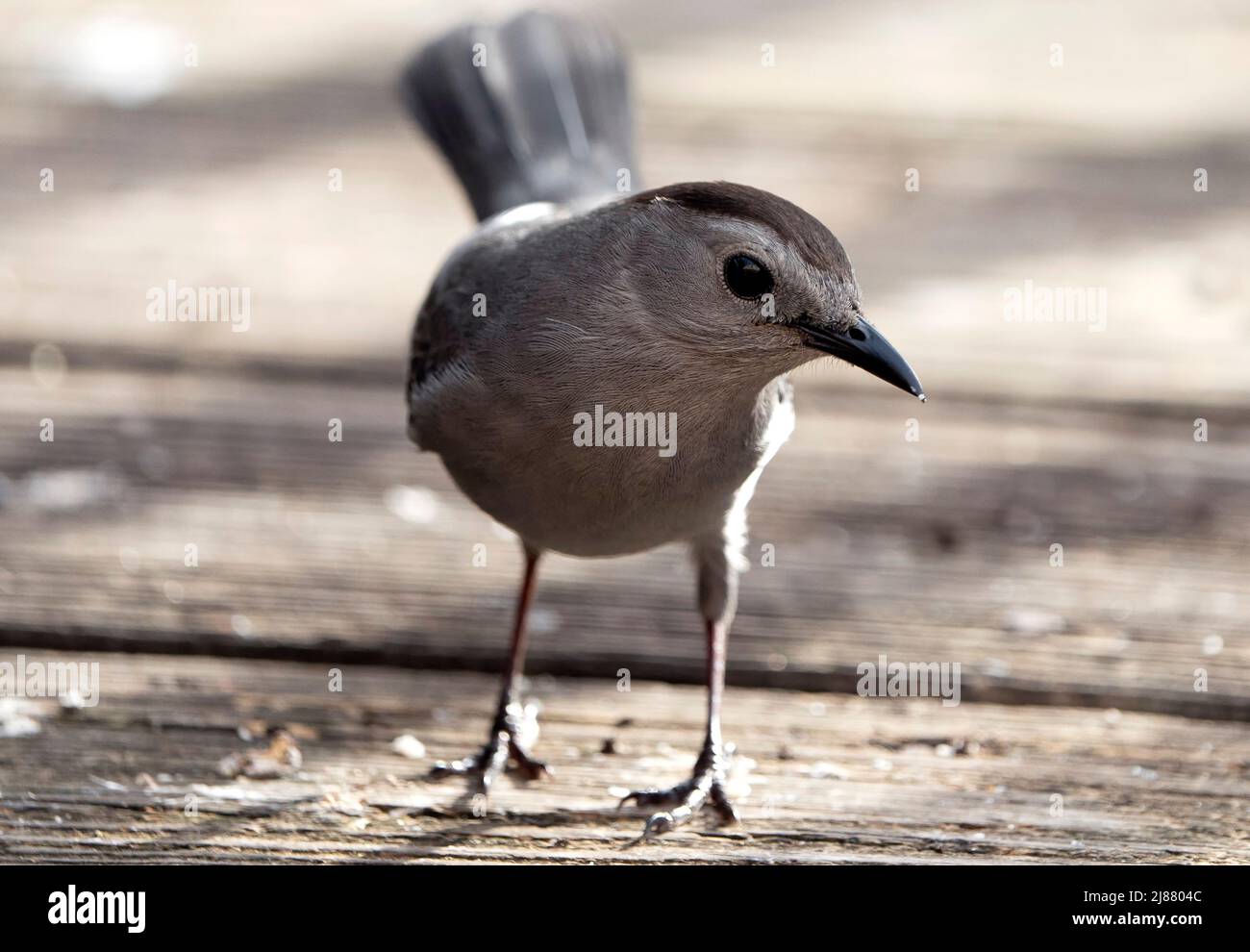 Gray Catbird on the deck Stock Photo - Alamy