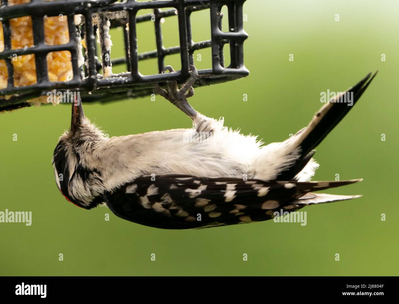 Suet hanging hi-res stock photography and images - Alamy