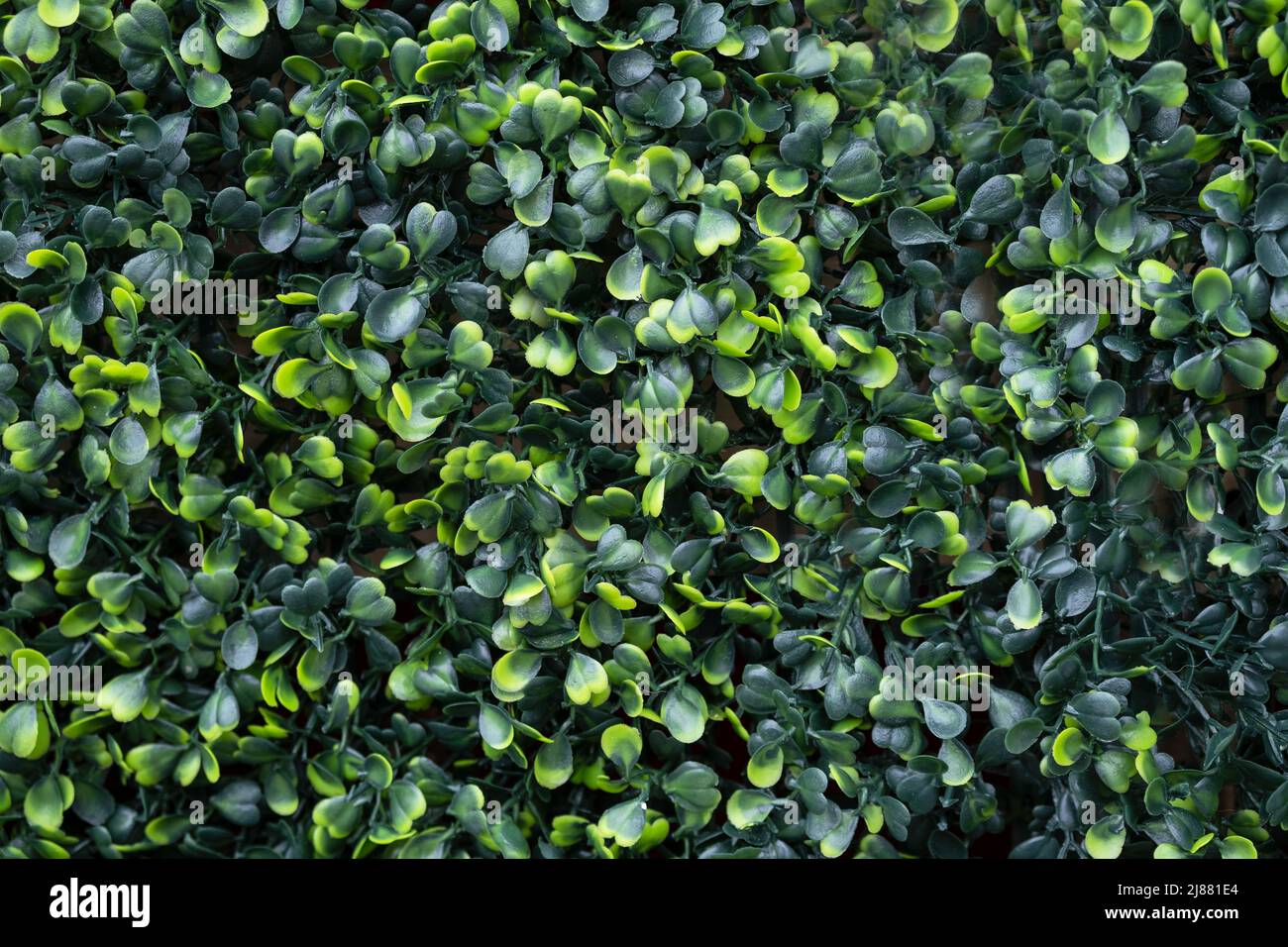 Green leaves pattern background, Natural background and wallpaper Stock ...