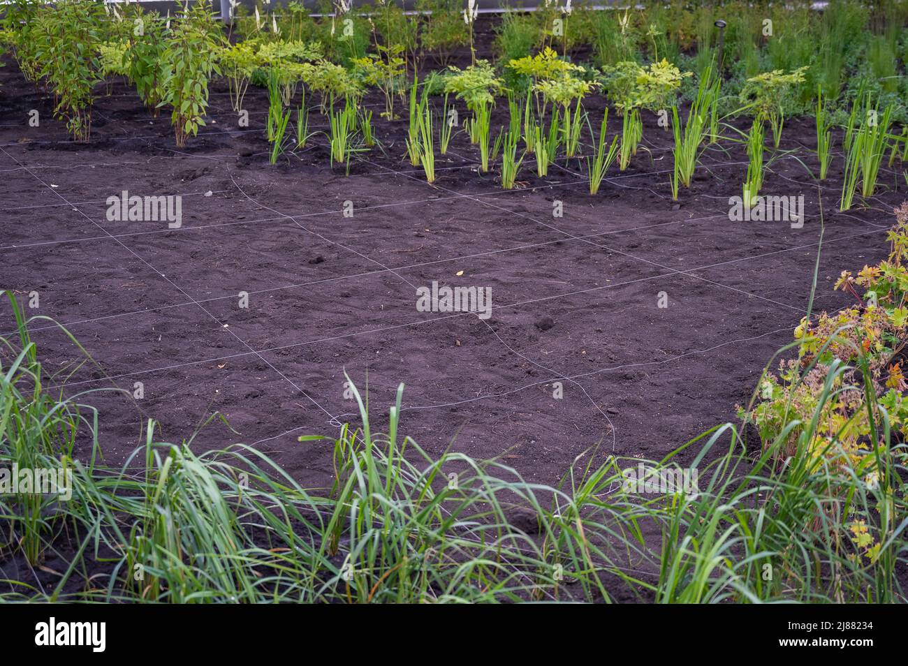 Landscaping. A lined plot of land for planting ornamental plants Stock ...