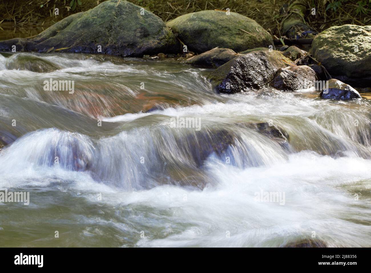 Fish swimming in river stones hi-res stock photography and images - Alamy
