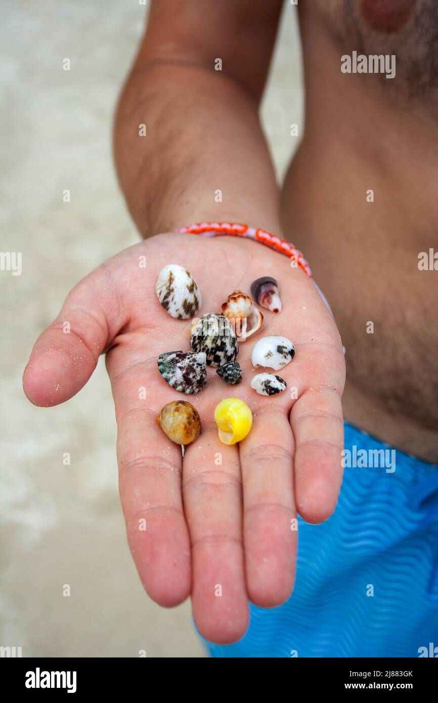 Collection of various seashells on man hand palm Stock Photo - Alamy