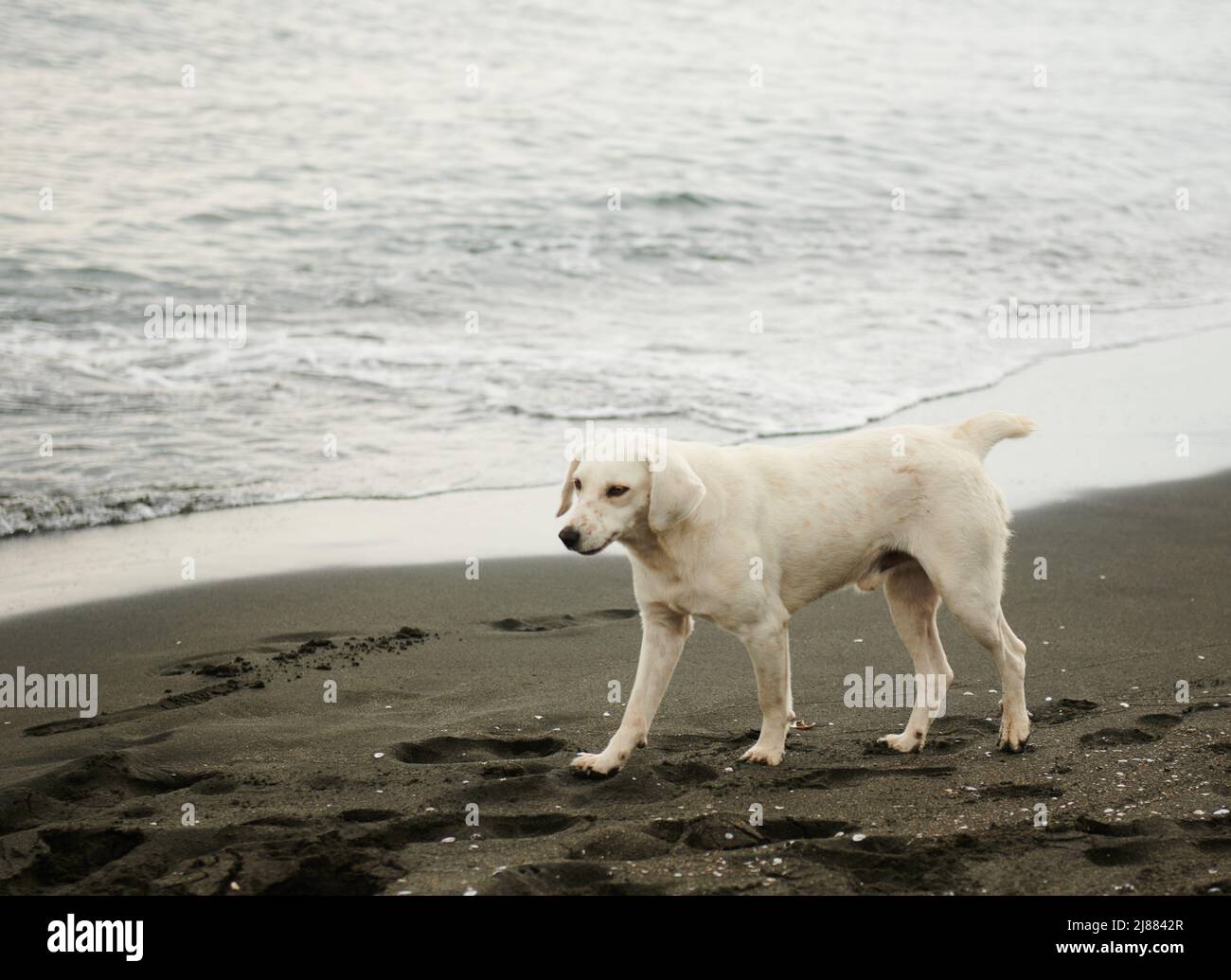 white dog walking on the beach by the sea Stock Photo - Alamy