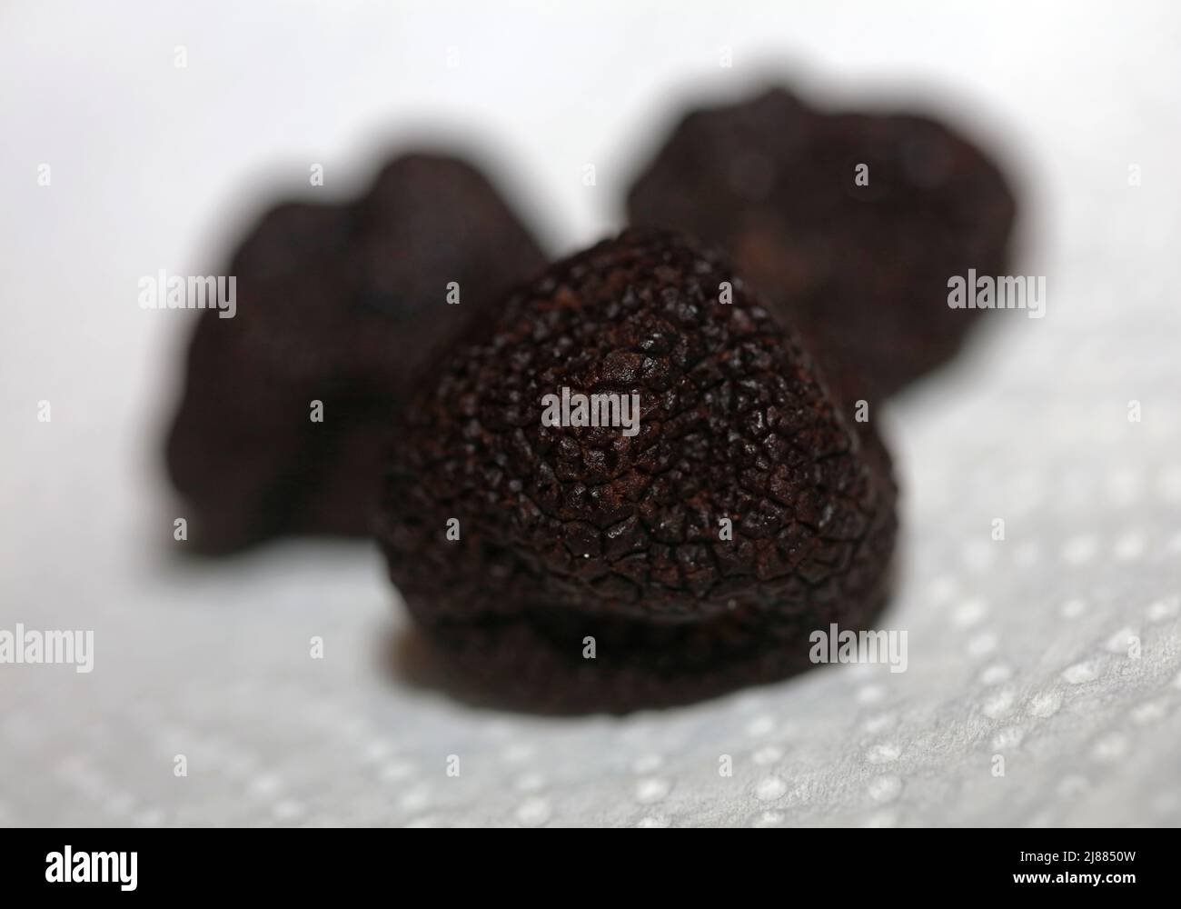 Black wild summer truffles close up Tuber aestivum family tuberaceae ...