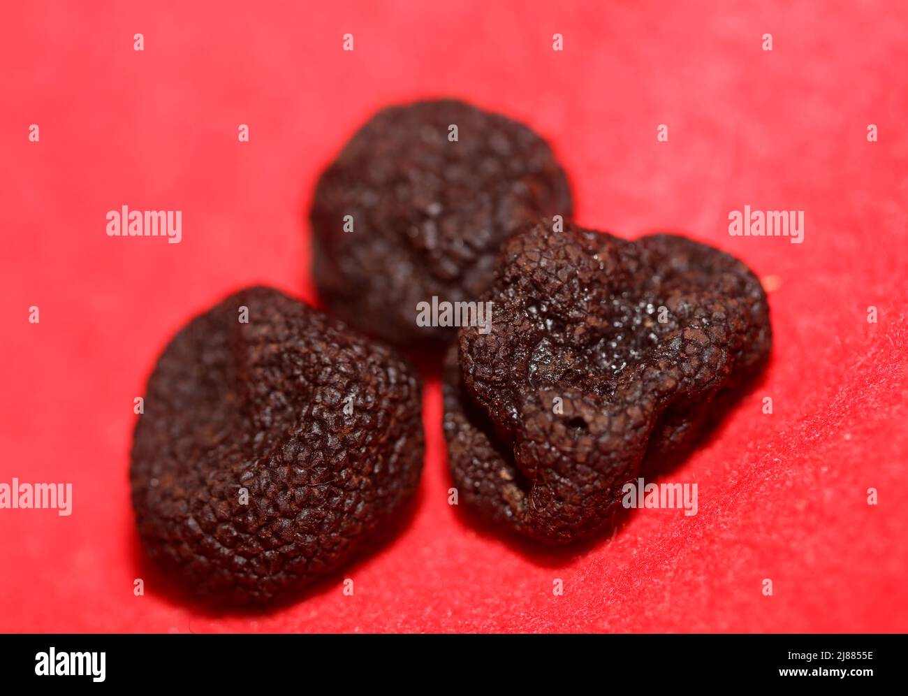 Black wild summer truffles close up Tuber aestivum family tuberaceae ...