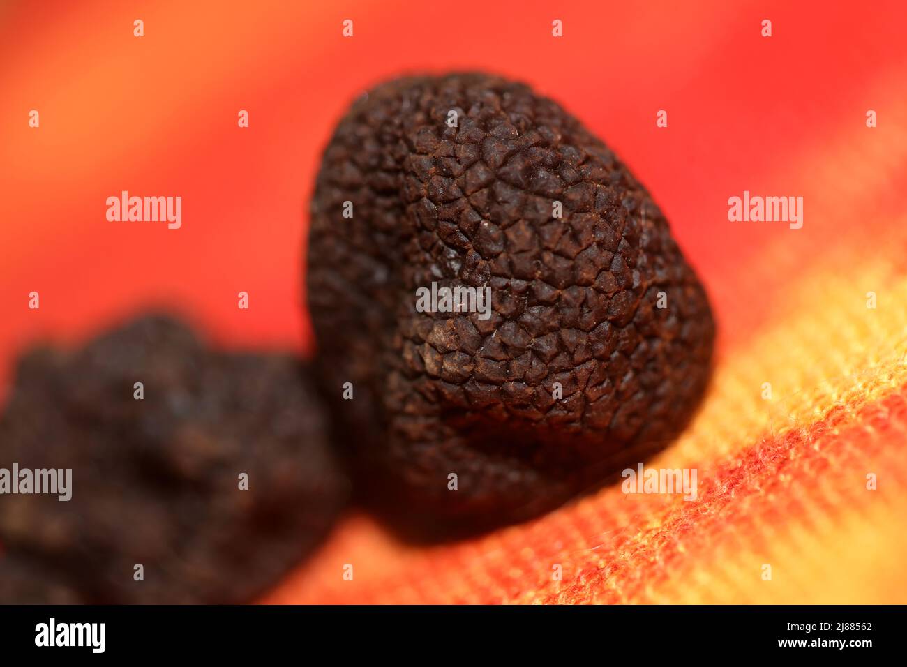 Black wild summer truffles close up Tuber aestivum family tuberaceae ...
