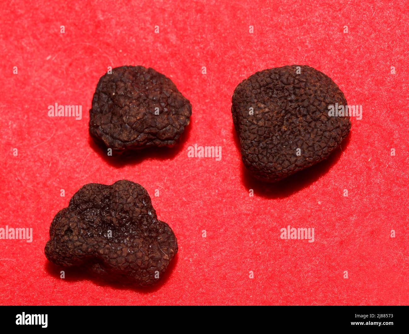Black wild summer truffles close up Tuber aestivum family tuberaceae ...