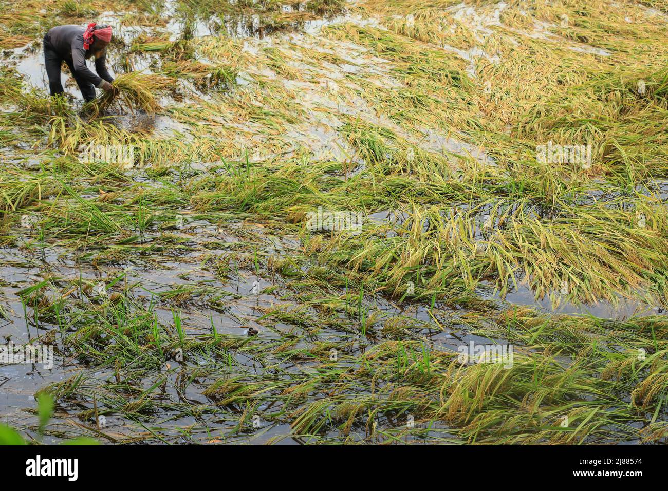 Dhaka, Bangladesh. 13th May, 2022. A farmer seen harvesting paddy in ...