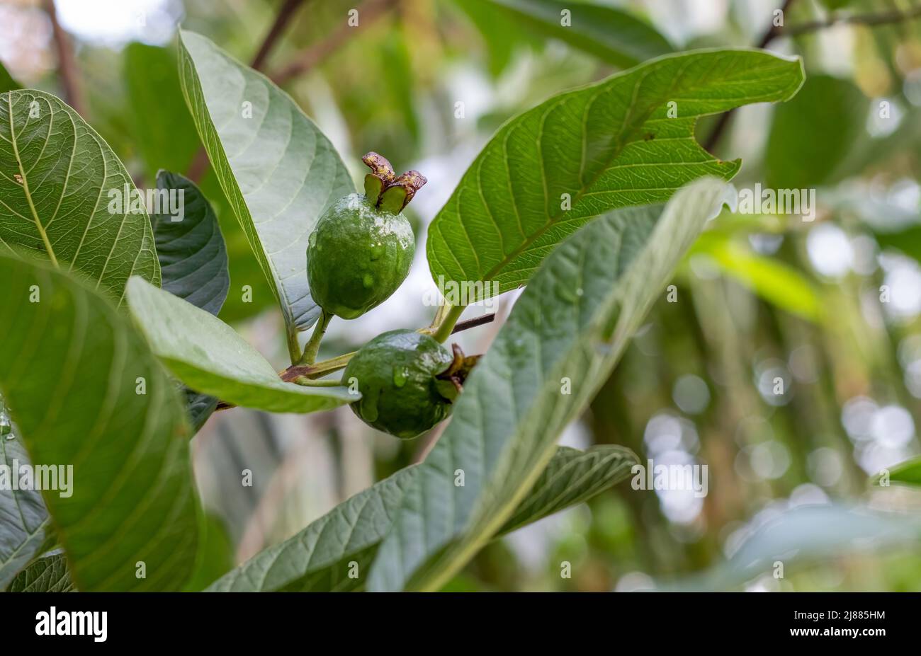 Young guava hi-res stock photography and images - Alamy