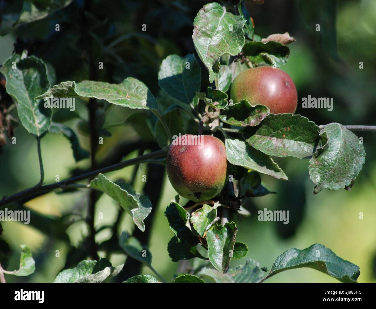 Historic Farm and Homestead at Olmstead Place State Park, Washington ...