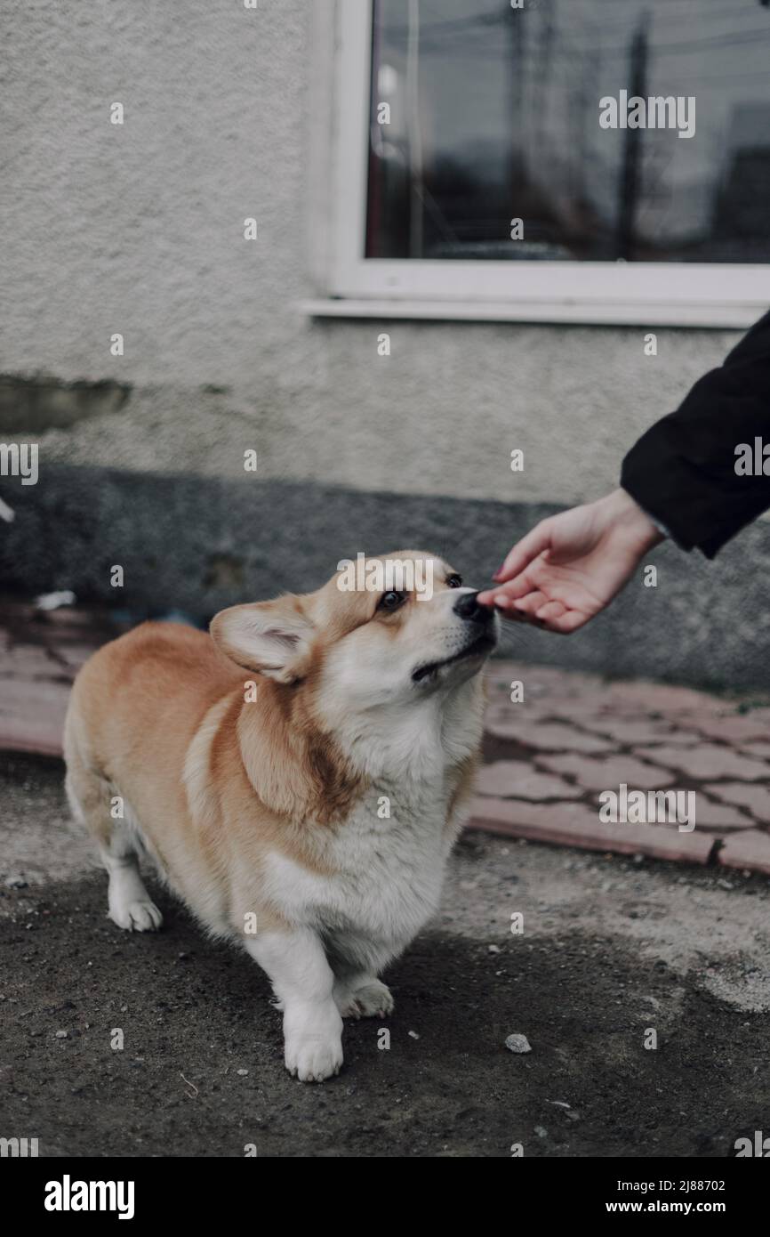 Portrait of young smiling dog welsh corgi pembroke posing outside in a ...