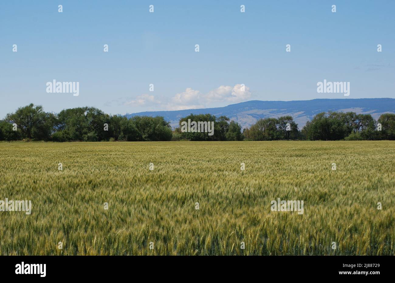 Wheat Field at the Historic Farm and Homestead at Olmstead Place State ...