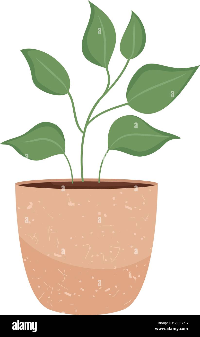 Pothos houseplant Stock Vector Images - Alamy