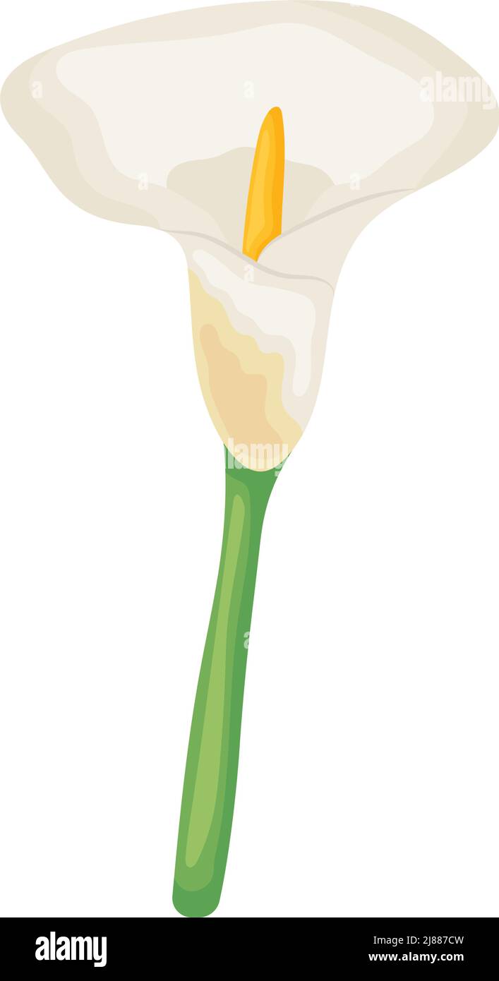 calla lily icon Stock Vector Image & Art - Alamy