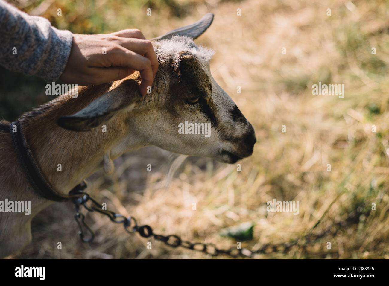 A woman strokes the goat's fur in nature close up hands Stock Photo - Alamy