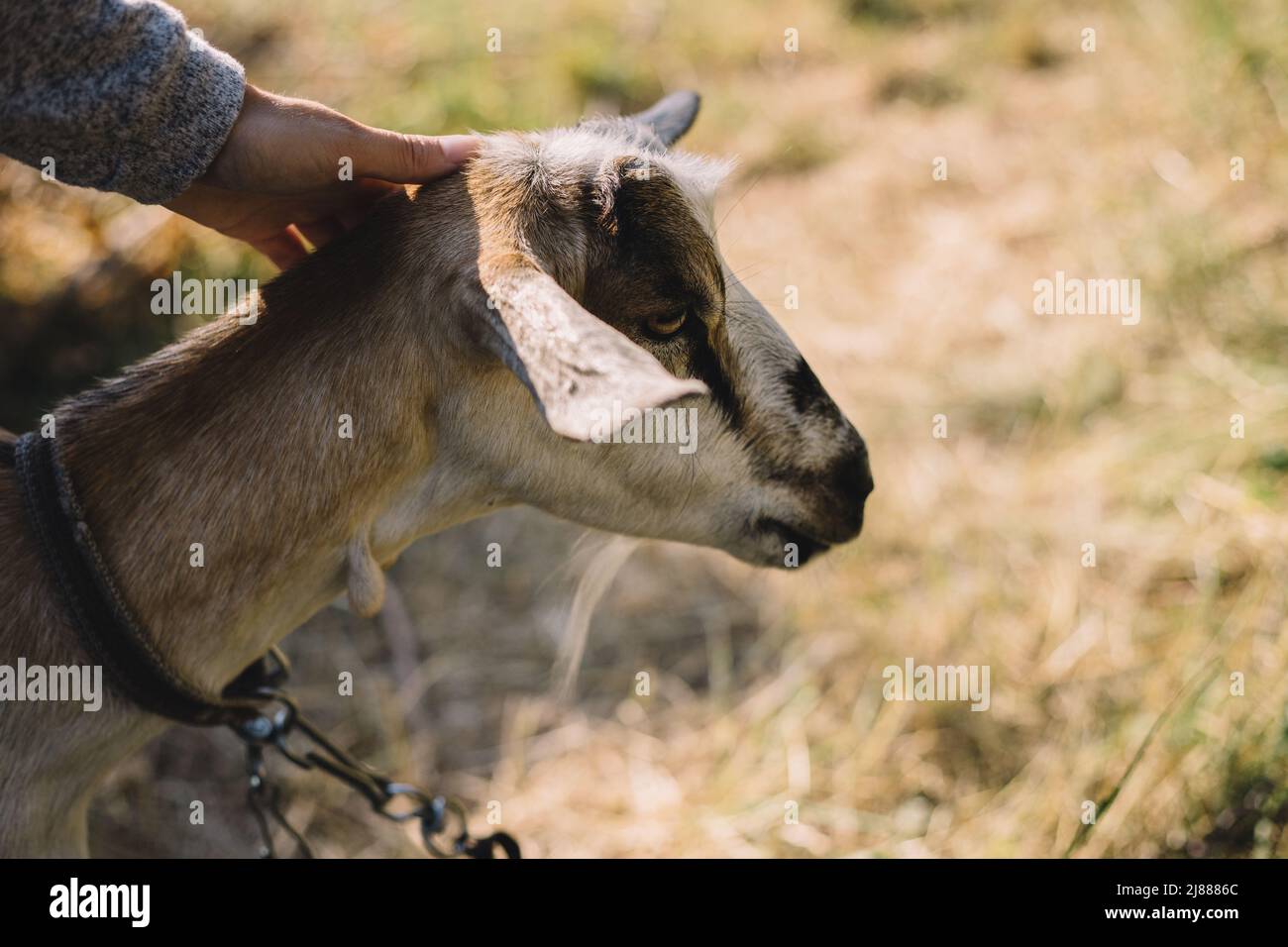 A woman strokes the goat's fur in nature close up hands Stock Photo - Alamy