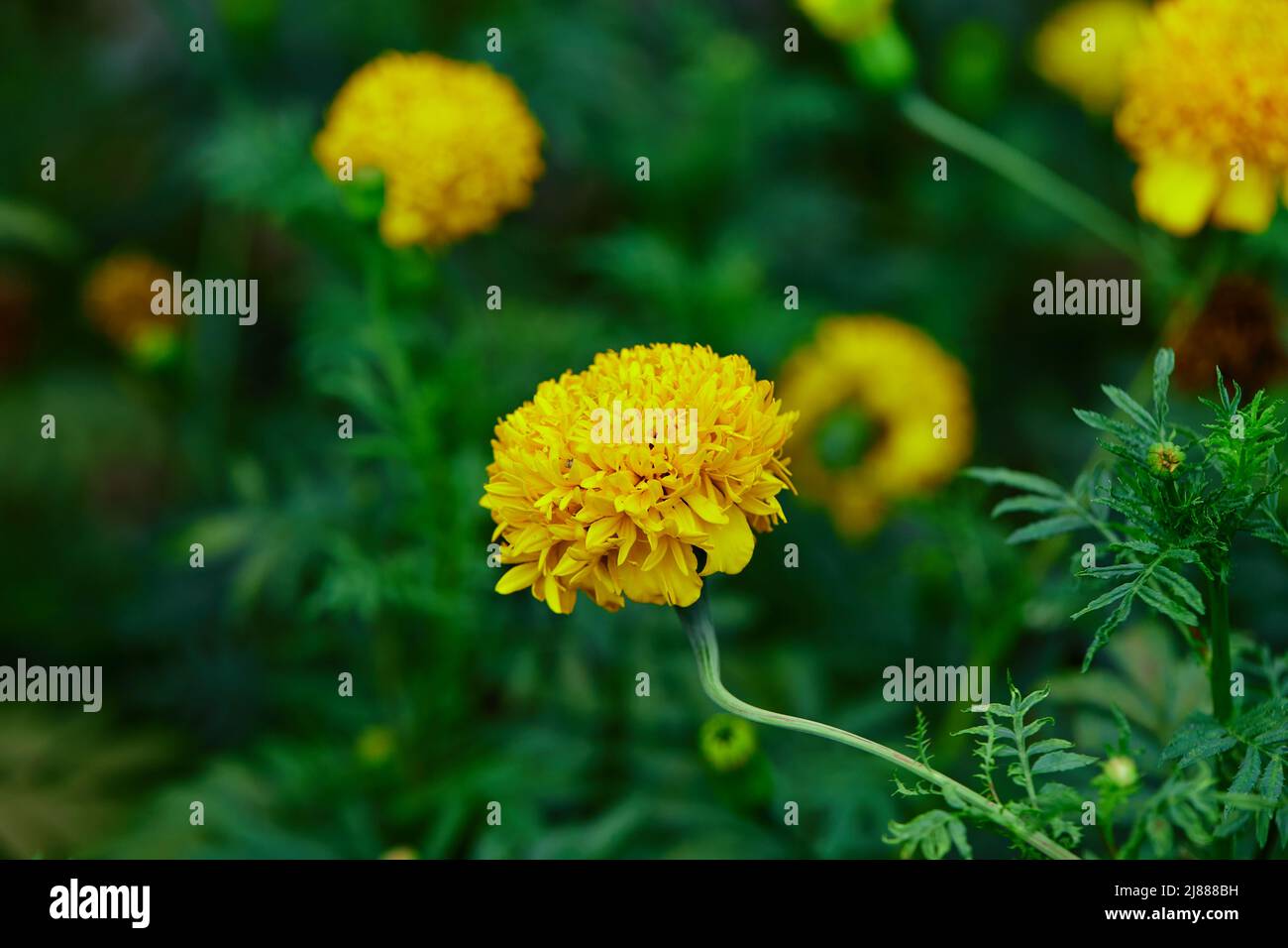 Close-up fresh marigold flower blooming in the garden Stock Photo - Alamy