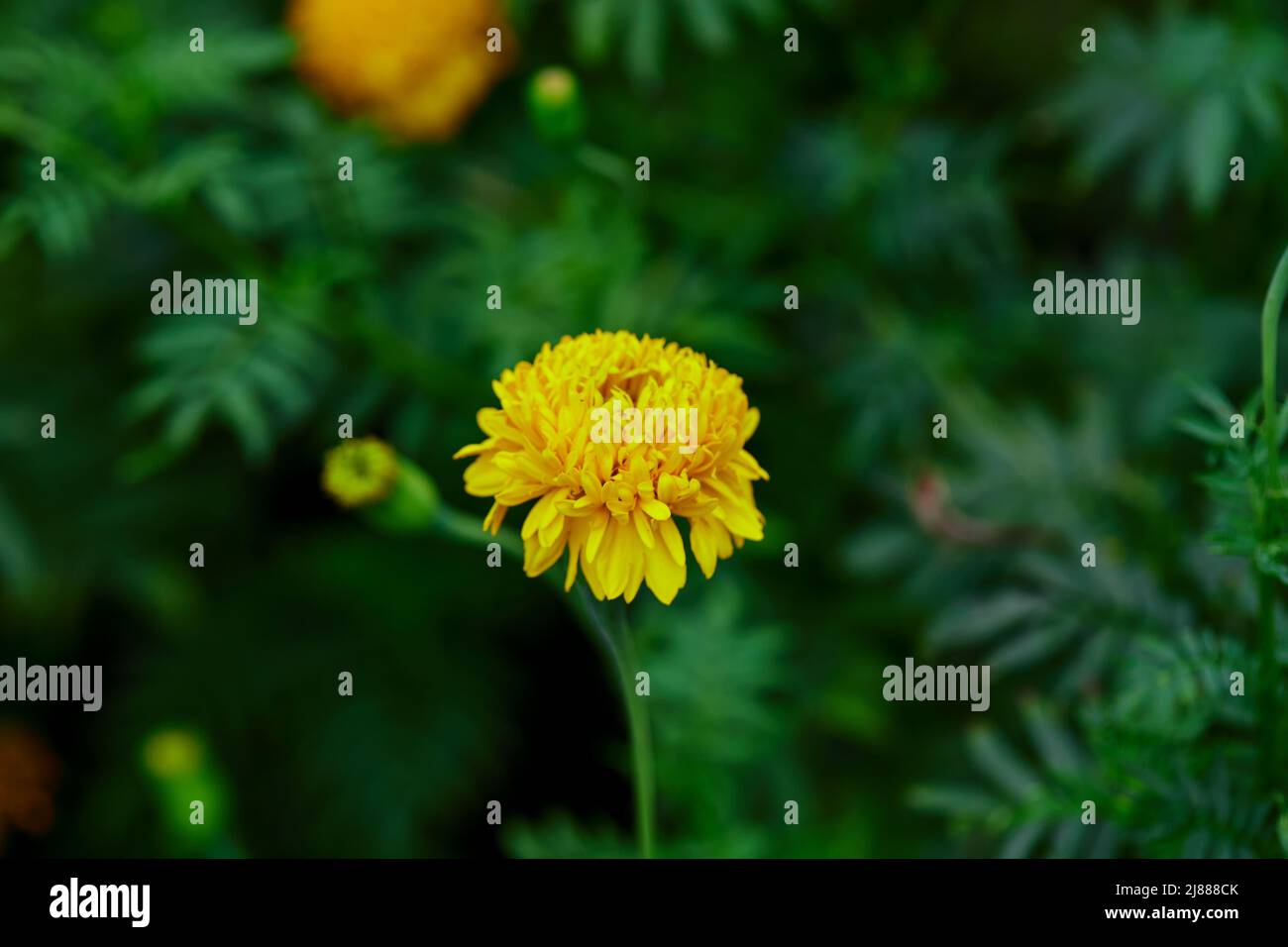 Fresh marigold hi-res stock photography and images - Alamy