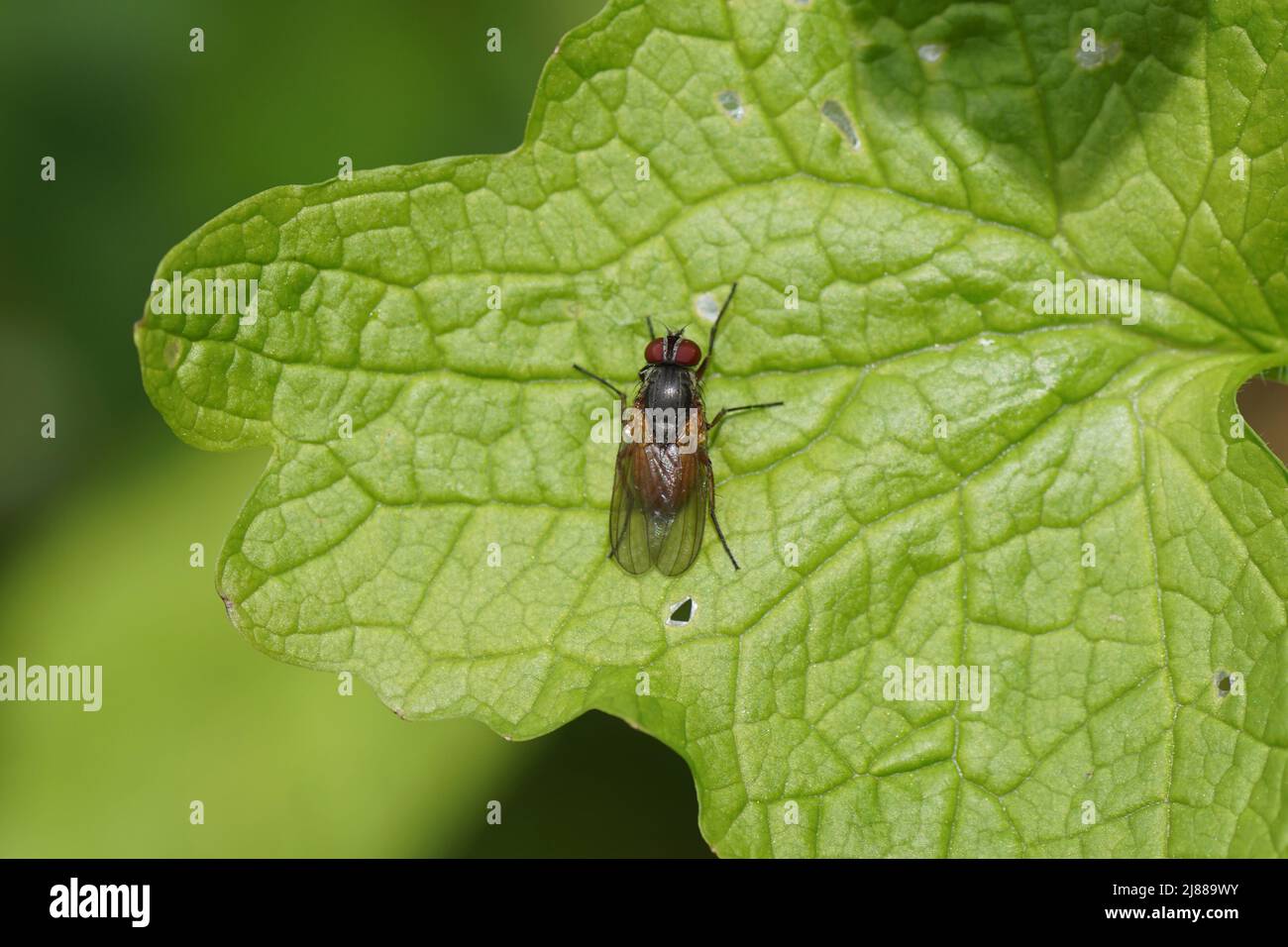 Family fanniidae hi-res stock photography and images - Alamy