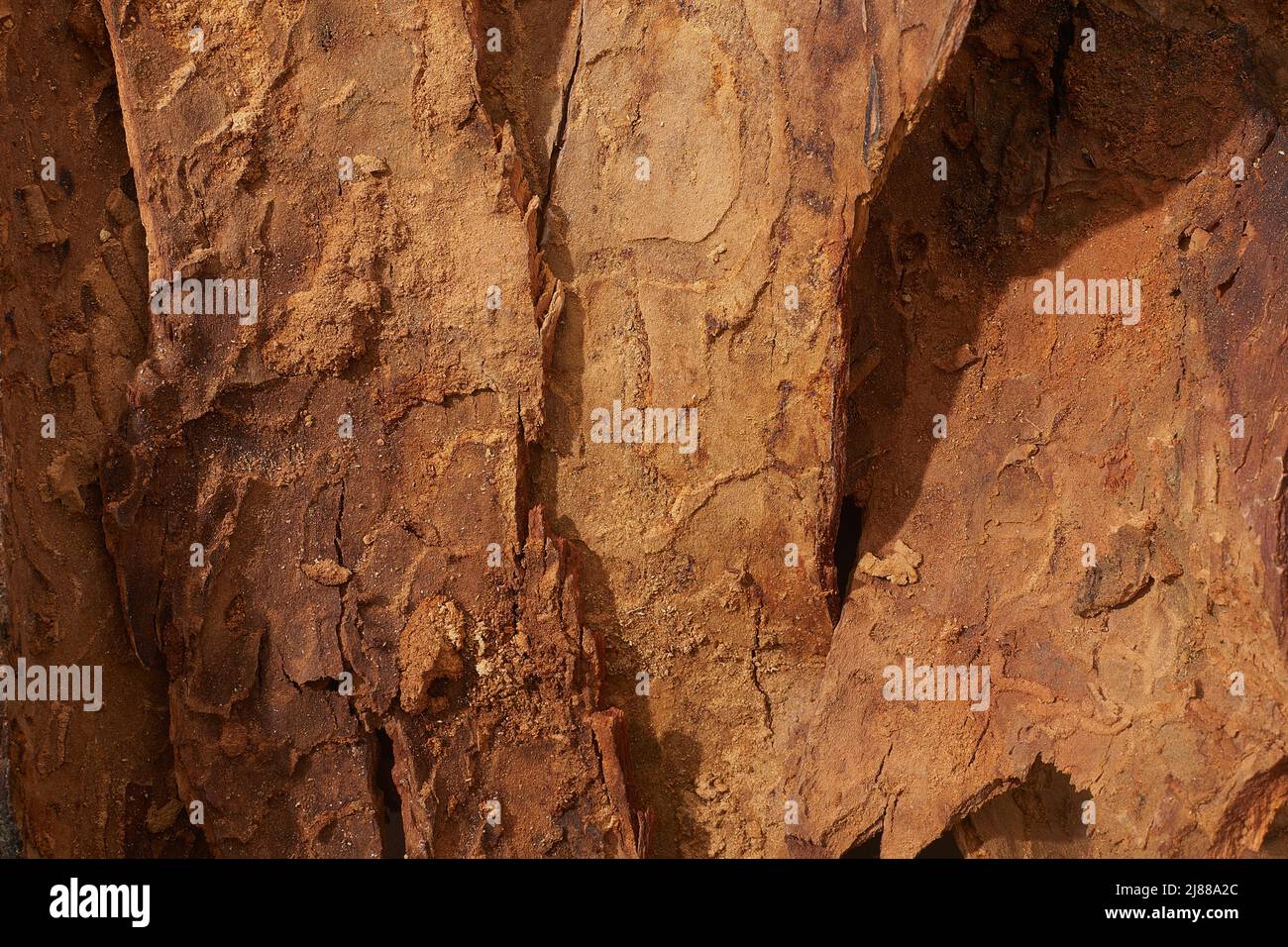 Inside out bark texture with harsh lighting and deep shadows. Wooden ...