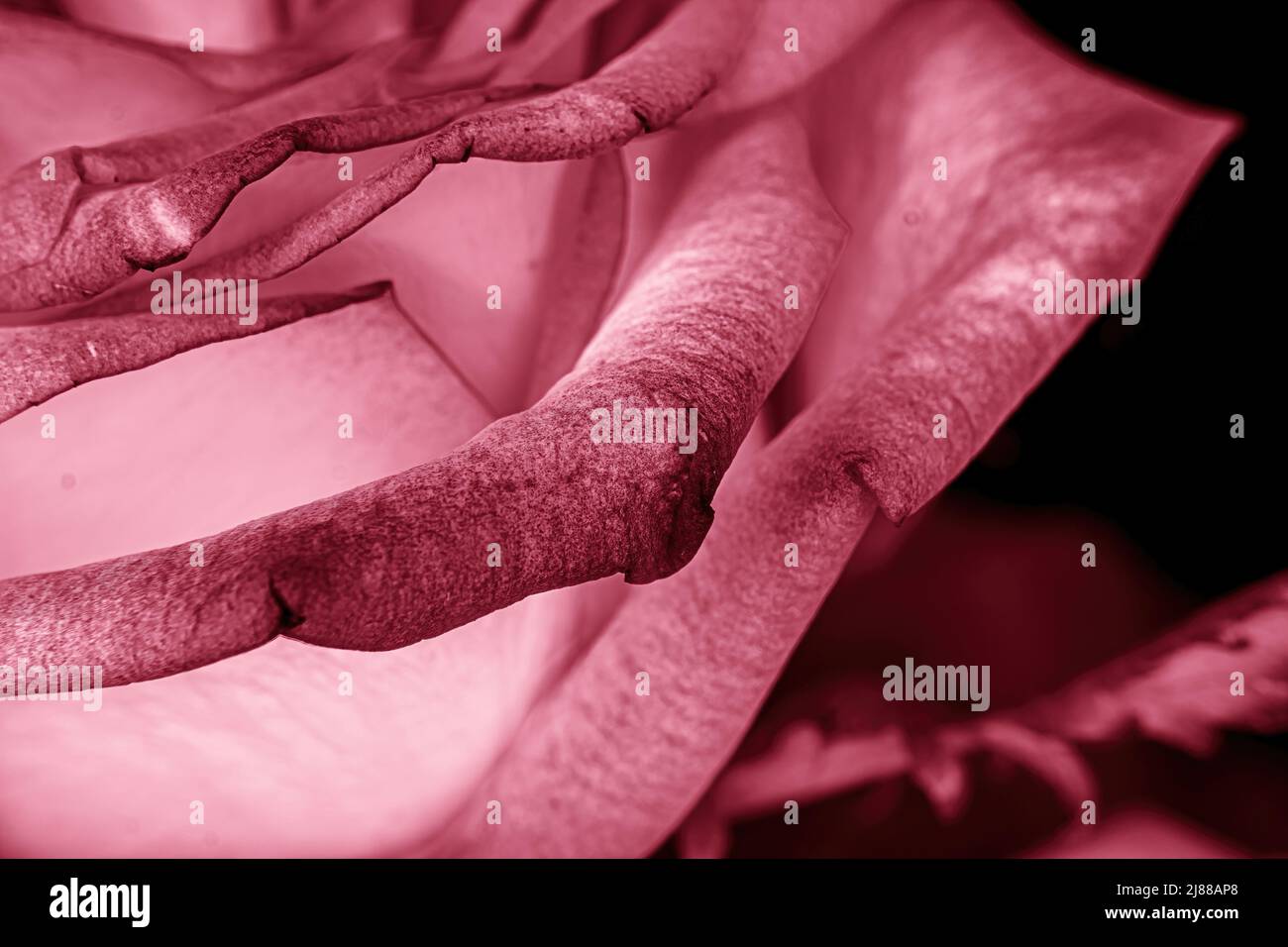 A close look at the edges of a rose Stock Photo - Alamy