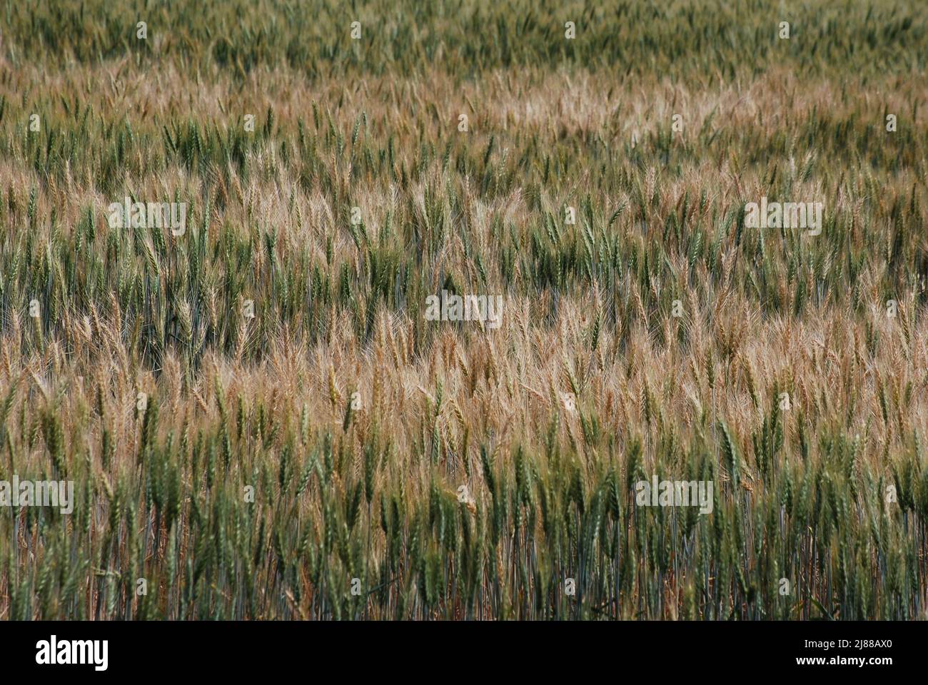 Historic Farm and Homestead at Olmstead Place State Park, Washington ...