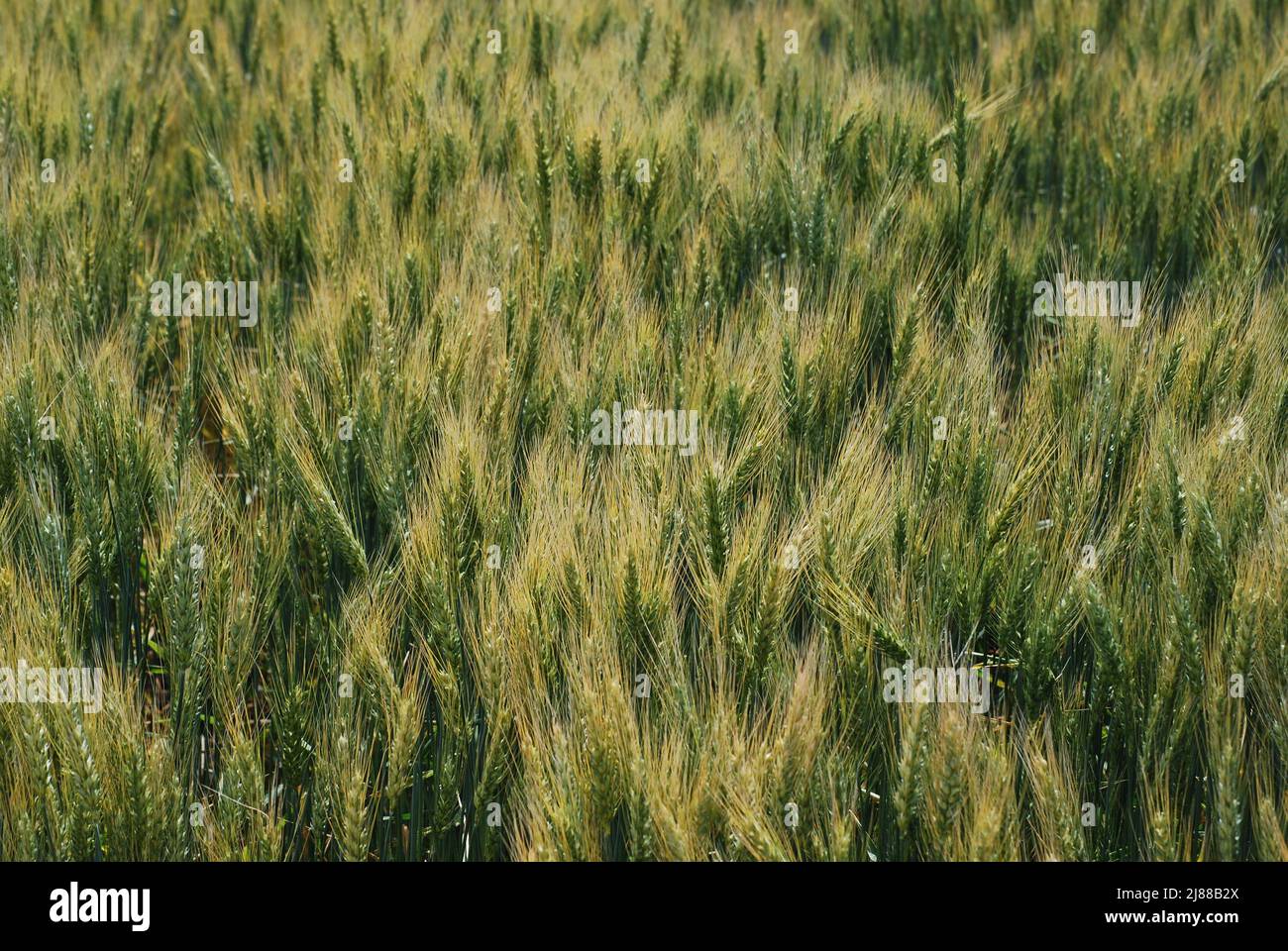 Historic Farm and Homestead at Olmstead Place State Park, Washington ...