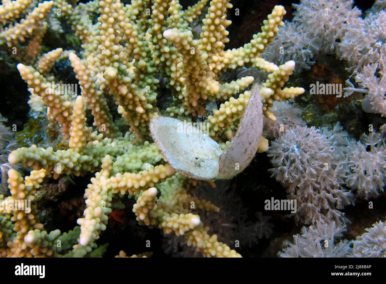 An open sea shell on a piece of hard coral in the Red Sea, Egypt Stock ...