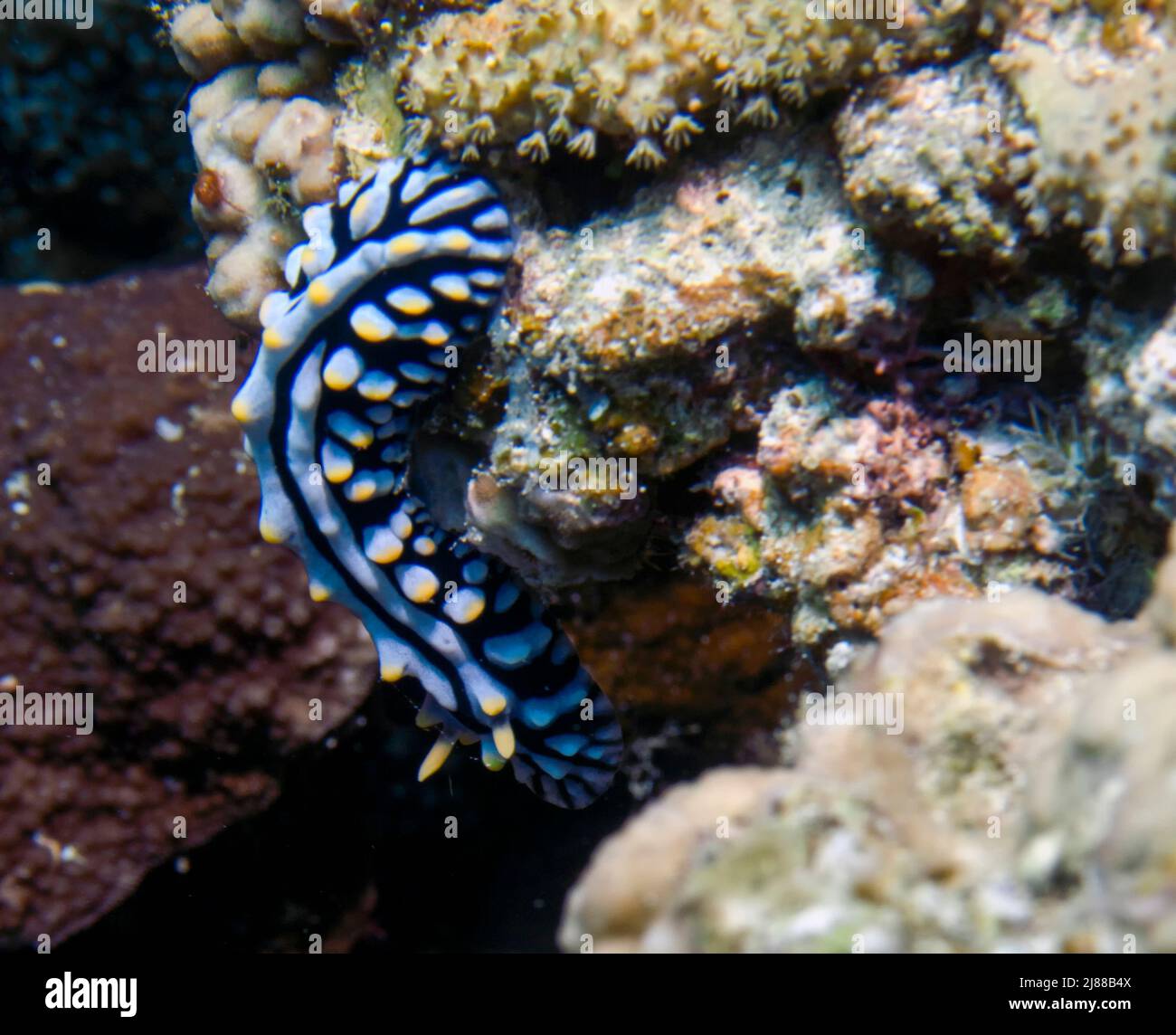 A Varicose Wart Slug (Phyllidia Varicosa) in the Red Sea, Egypt Stock ...