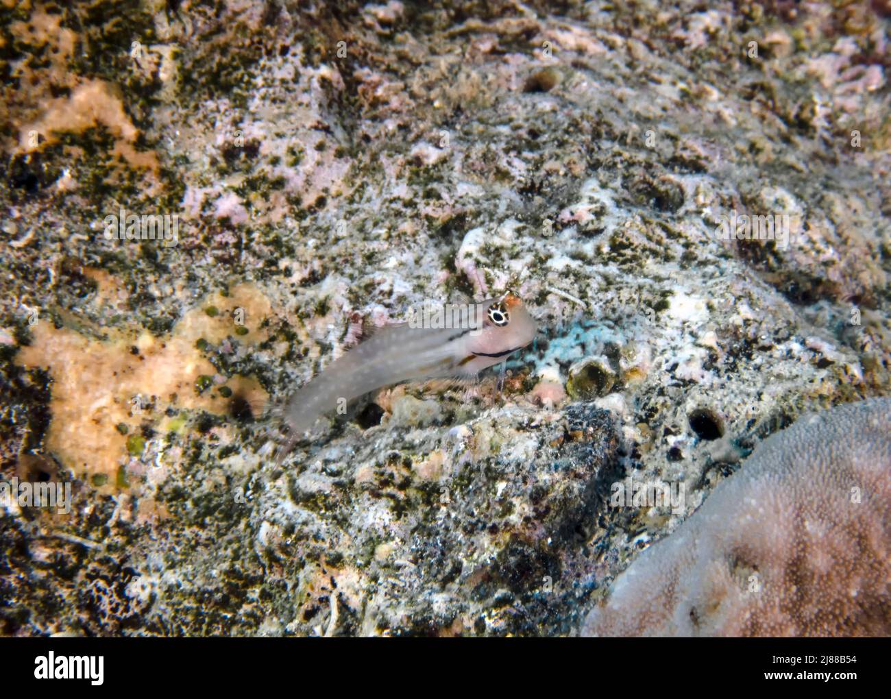 Dentex fish hi-res stock photography and images - Alamy