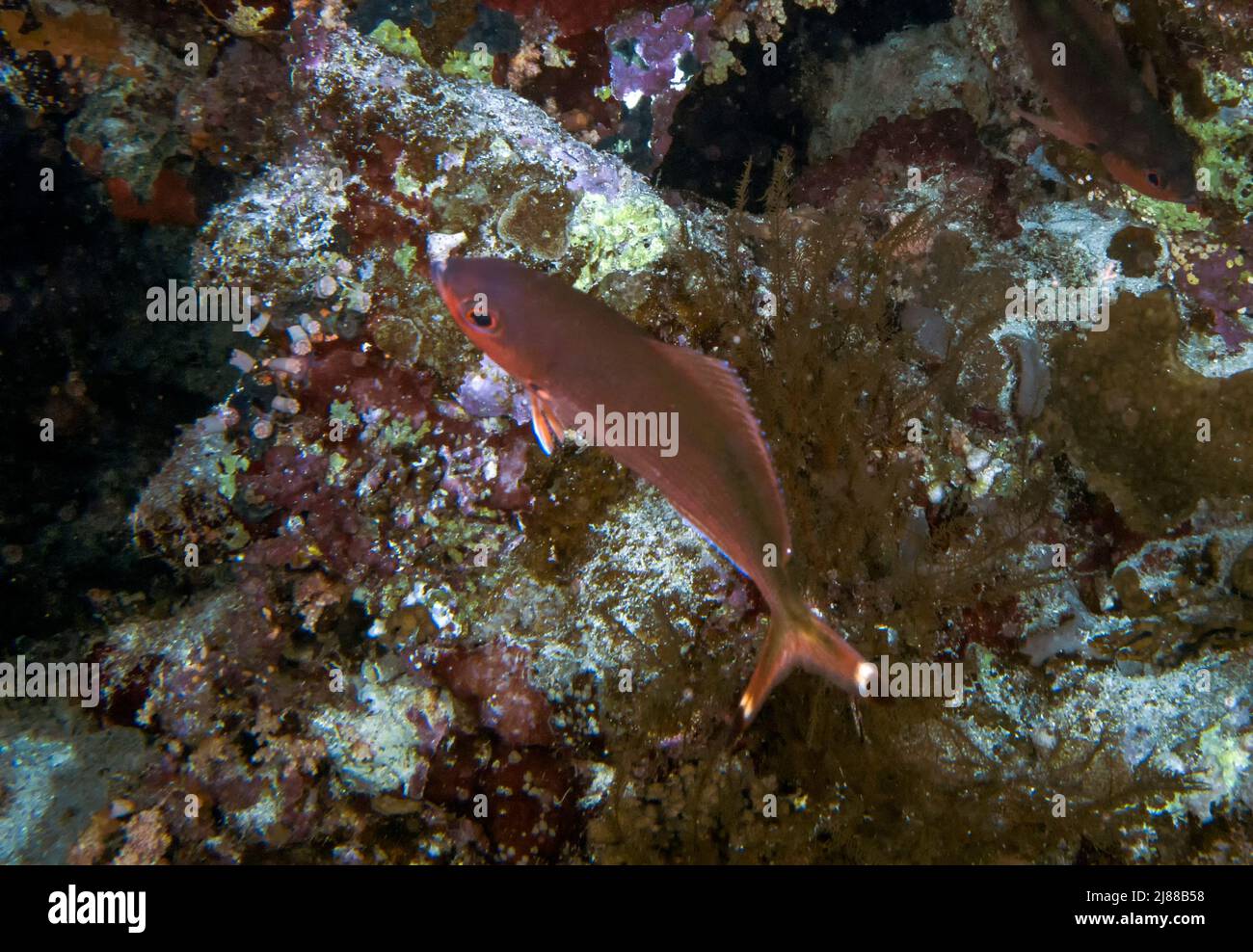 A Suez Fusilier (Caesio suevica) in the Red Sea, Egypt Stock Photo - Alamy