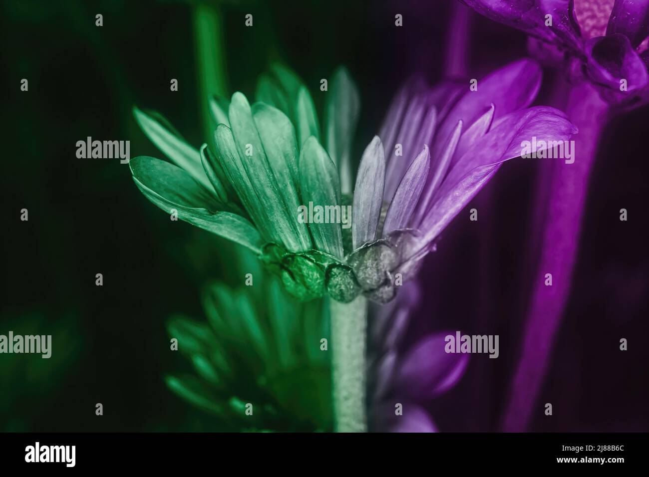 Split color hi-res stock photography and images - Alamy