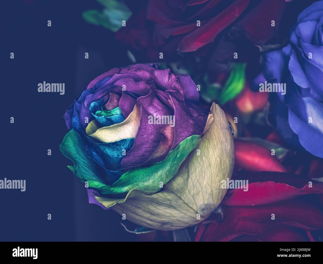 Mixture of roses hi-res stock photography and images - Alamy