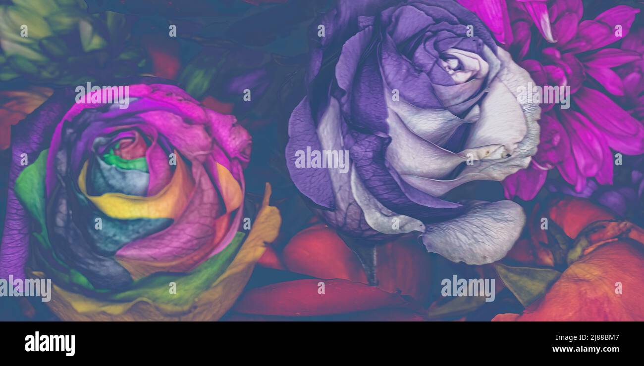 Mixture of roses hi-res stock photography and images - Alamy